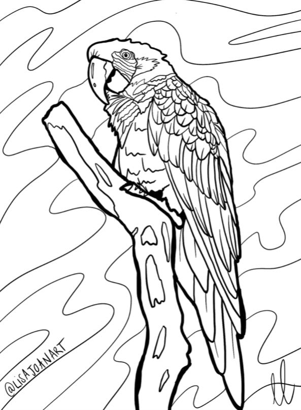 Parrot Drawing For Colouring